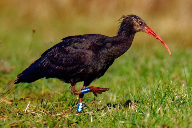 Bemerkung zur Beobachtung - www.ornitho.de