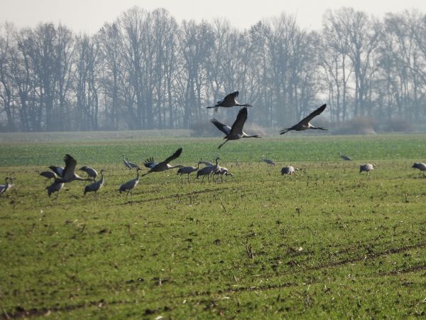 Bemerkung zur Beobachtung - www.ornitho.de