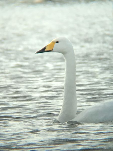 Détail de l'observation - www.ornitho.de