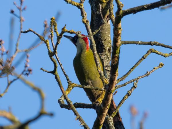 Détail de l'observation - www.ornitho.de