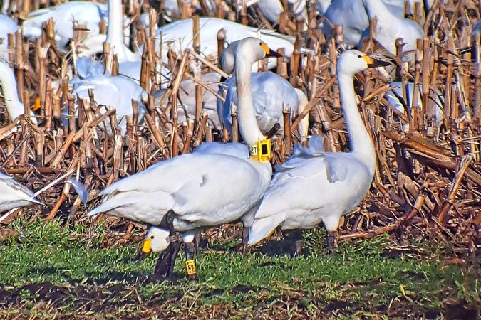 Observation detail - www.ornitho.de