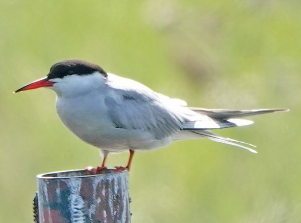 Détail de l'observation - www.ornitho.de