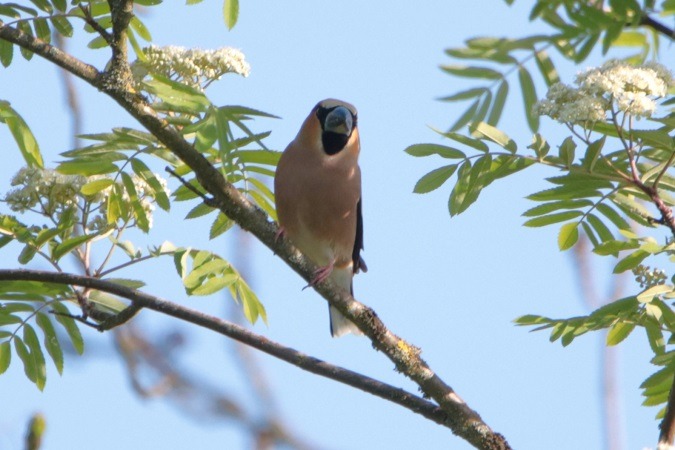Détail de l'observation - www.ornitho.de
