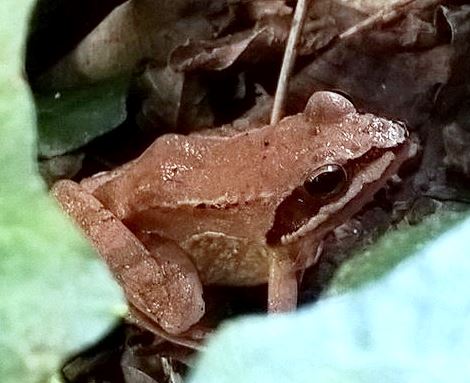 Domenico Verducci Gli anfibi del padule di Bientina – Aggiornamento ...