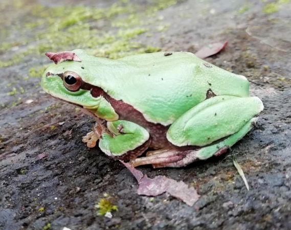 Domenico Verducci Gli anfibi del padule di Bientina – Aggiornamento ...