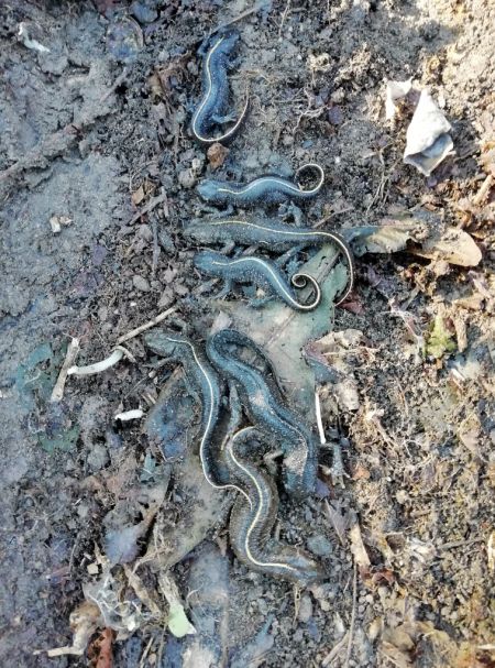 Domenico Verducci Gli anfibi del padule di Bientina – Aggiornamento ...