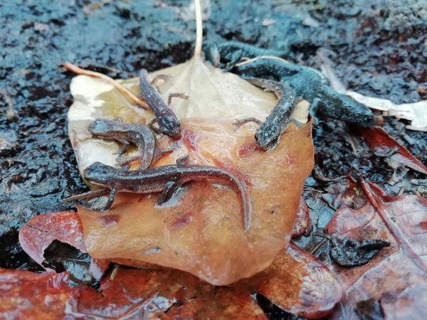 Domenico Verducci Gli anfibi del padule di Bientina – Aggiornamento ...
